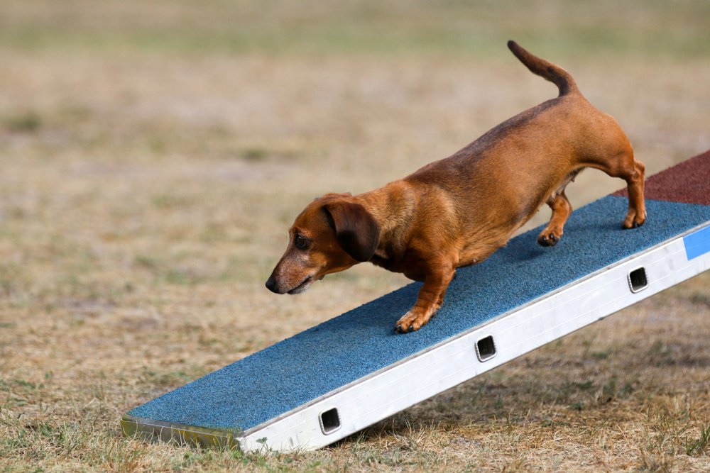 Sable Dachshund: A Rare Long-Haired Beauty Unconvered
